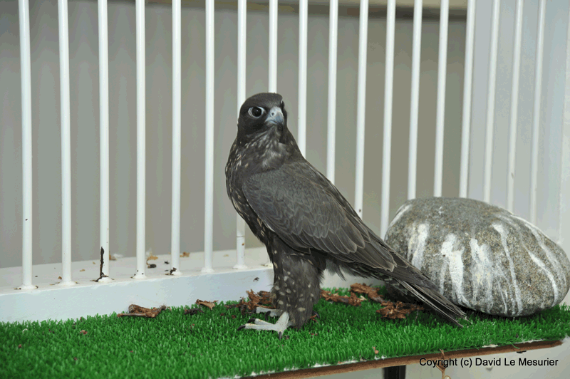 Imprint Male Black Gyr | Nad Al Shiba Avian Reproduction Research ...