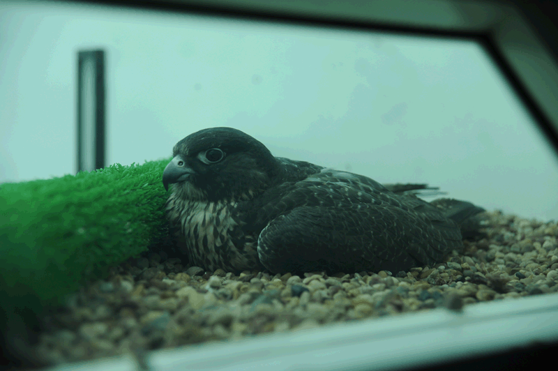 Black Gyr in Nest Ledge | Nad Al Shiba Avian Reproduction Research ...
