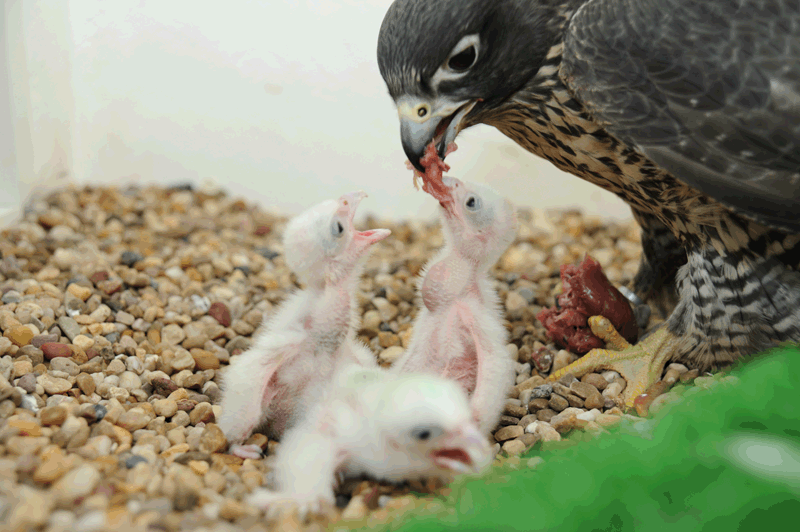 Black gyr Feeding Young | Nad Al Shiba Avian Reproduction Research ...