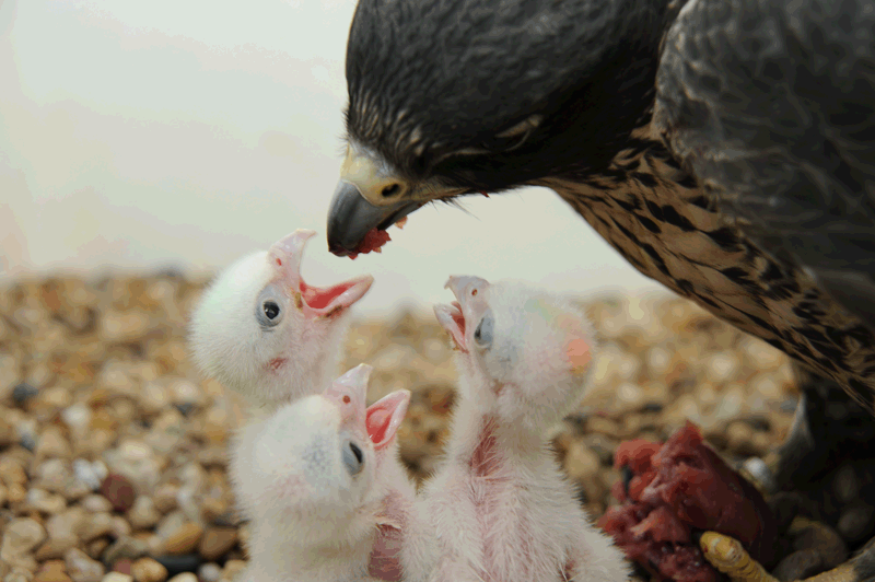 Black Gyr Feeding Young | Nad Al Shiba Avian Reproduction Research ...